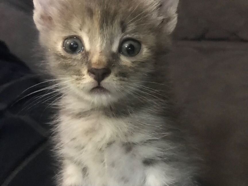 Кошка в дар. Очаровательный котенок