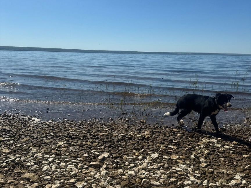 Щенок в добрые руки бесплатно тольятти
