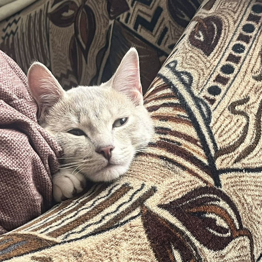 Кот в добрые руки