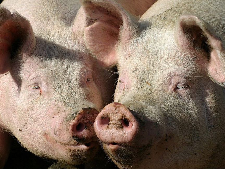 Семя хряка для лпх