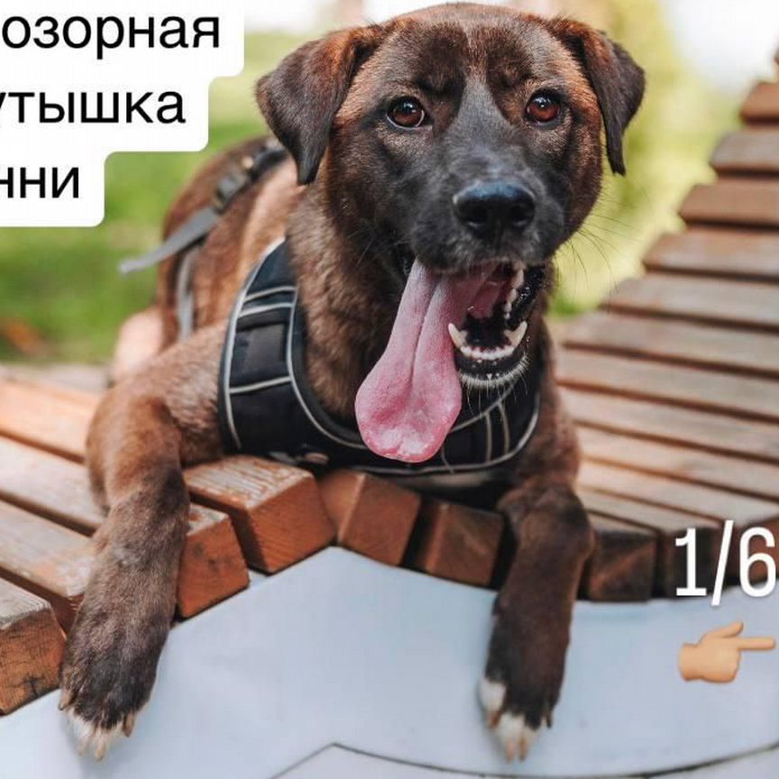 Взрослая собака в добрые руки