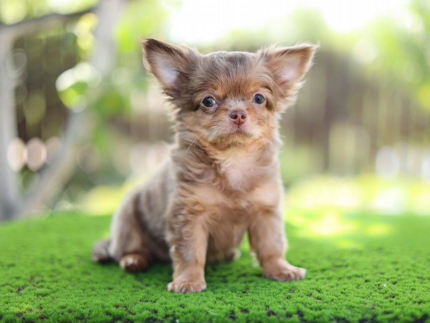 Мальчишечка чихуахуа