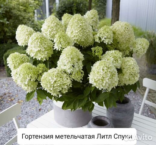Гортензия Литл спуки купить в Москве | Товары для дома и дачи | Авито