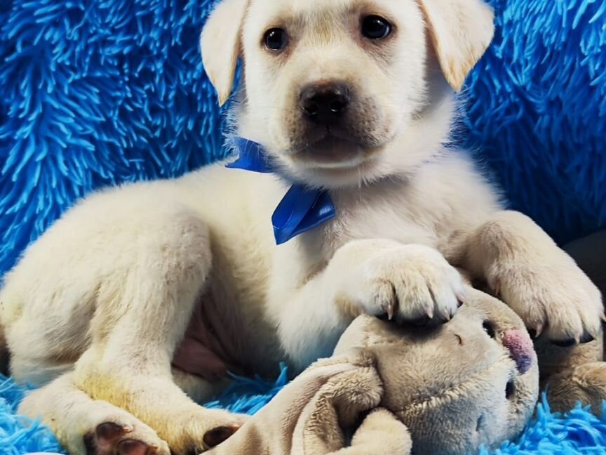 Щенки лабрадора