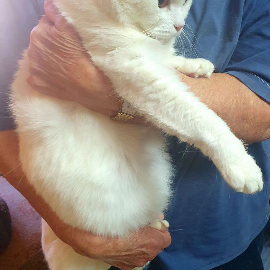 Котик Снегги