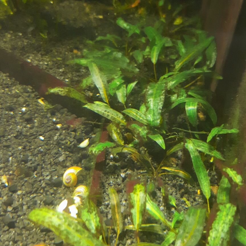 Аквариумные растения