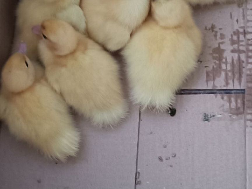 Индоутята суточные 23 головы