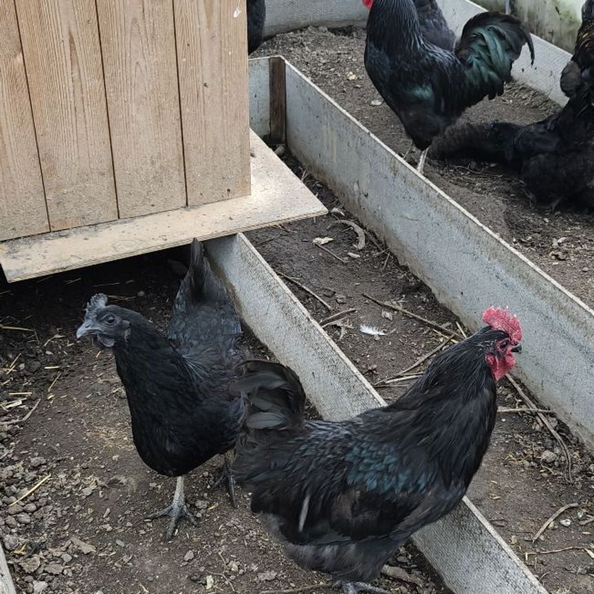 Петух ухейилюй