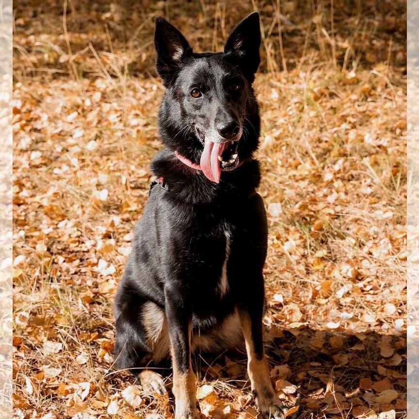 Собака в добрые руки