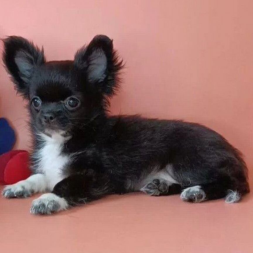 Чихуахуа, щенок