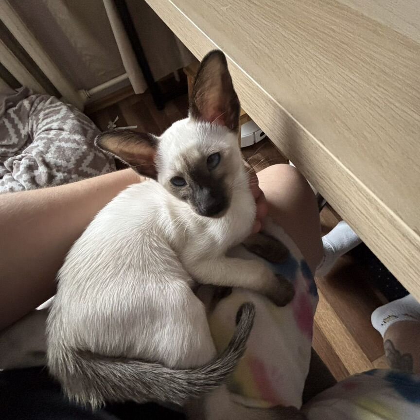 Ориентальная котенок