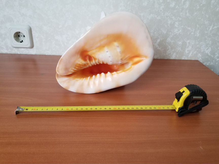 Морские раковины