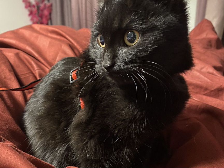 Отдаю котёнка (девочка) в долрые руки