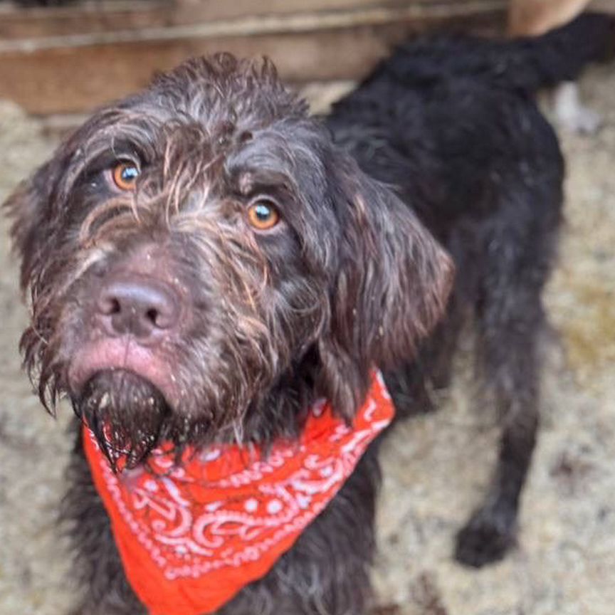 Дратхаар, взрослая собака