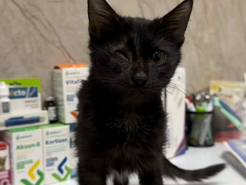 Котенок без глазика