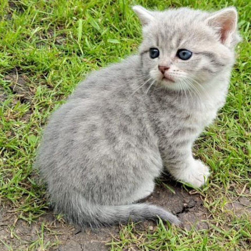 Котята голубое золото
