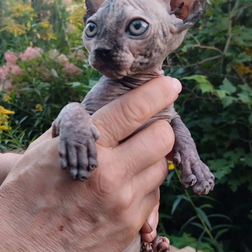 Канадский сфинкс котенок