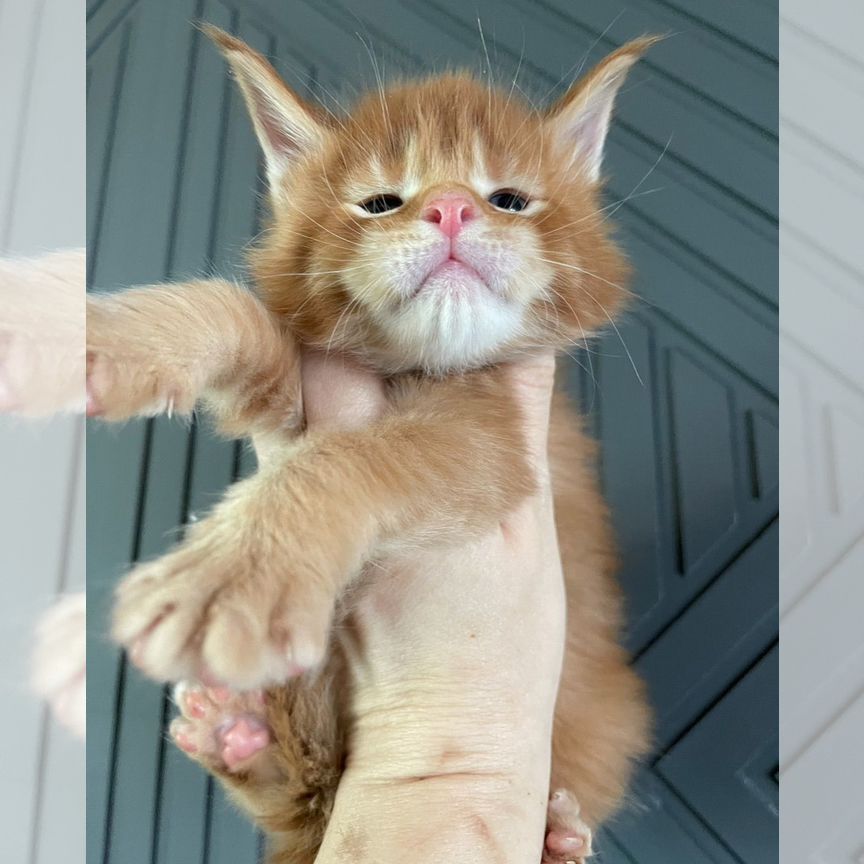 Котята мейн-кун