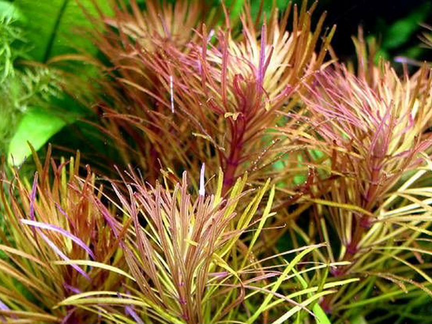 Эустралис звездчатый (Eustralis stellata)