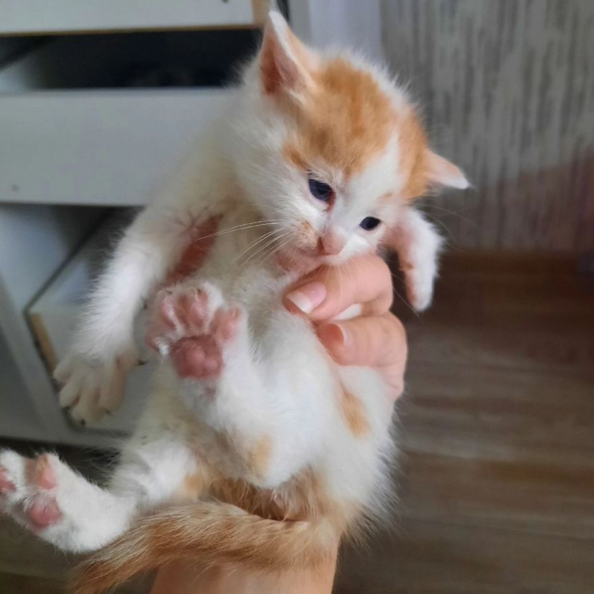Котенок ищет дом