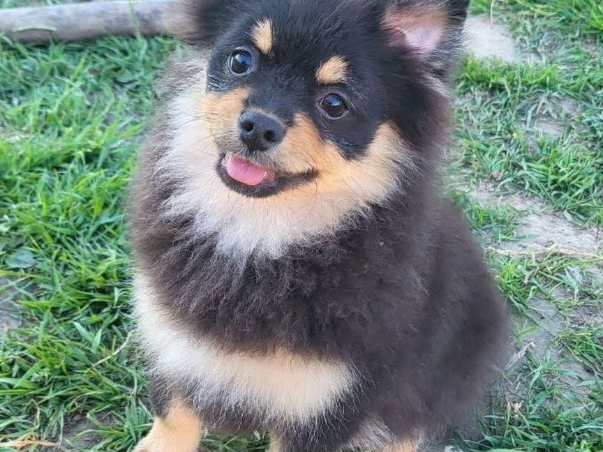 Щенки шпиц, подпалый, мальчики