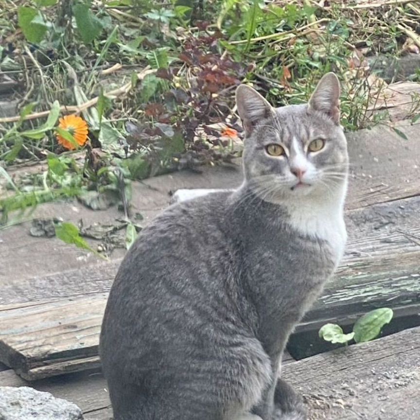 Котик