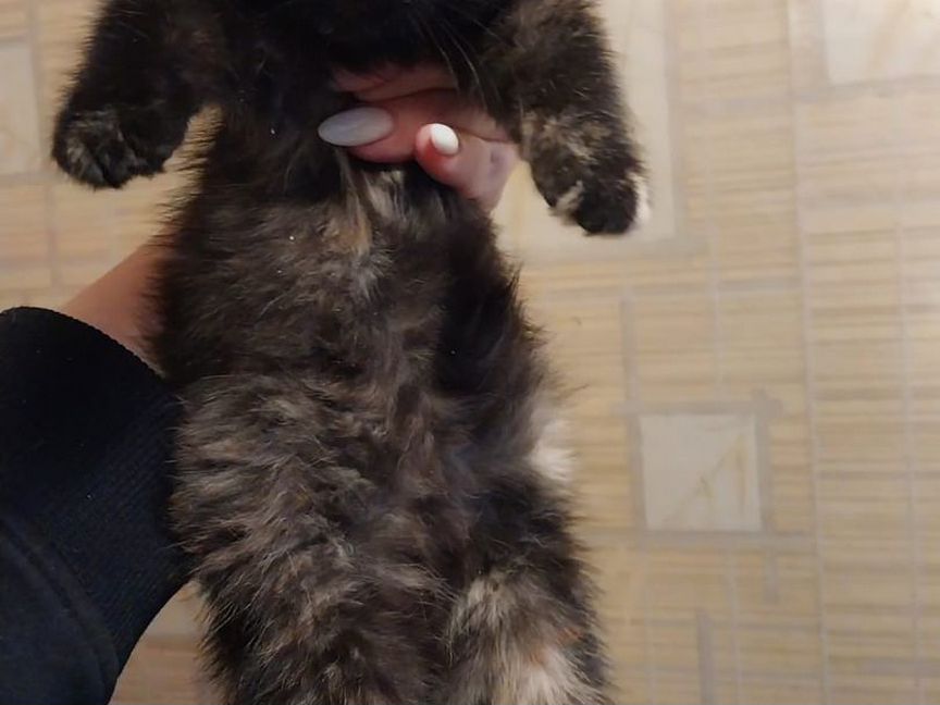 Кошечка черепахового окраса ищет дом