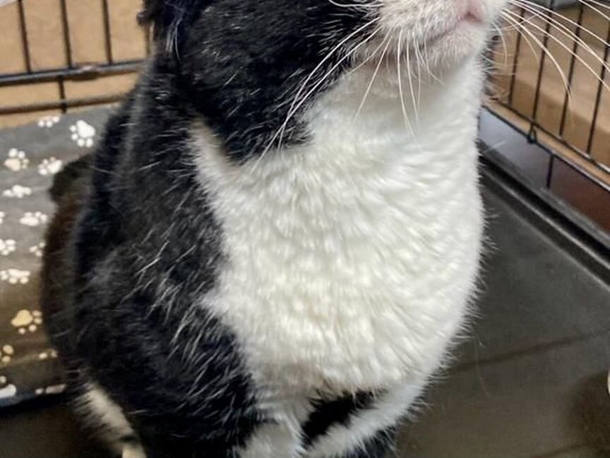 Очень крупный добряк кот Шипик в добрые руки