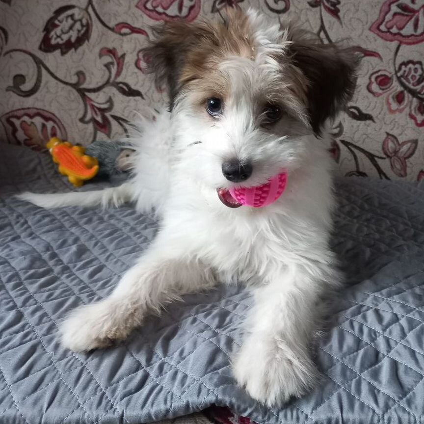 Щенок от частного владельца