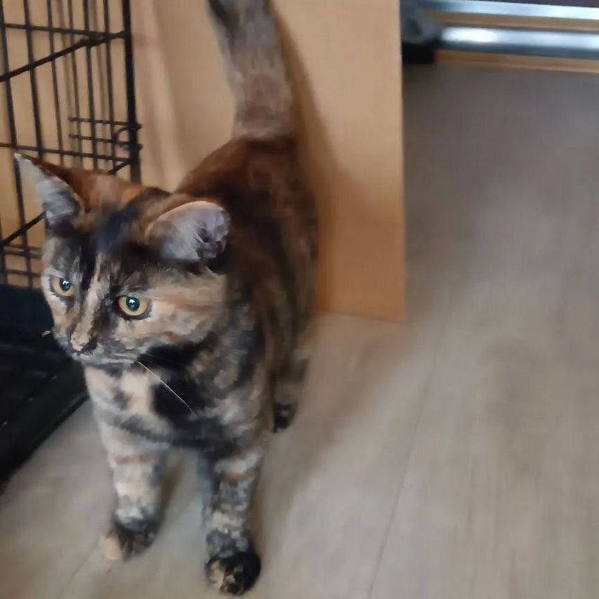 Взрослая, кошка в добрые руки