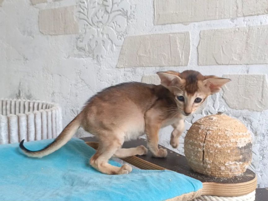 Ориентальный котенок редкого окраса