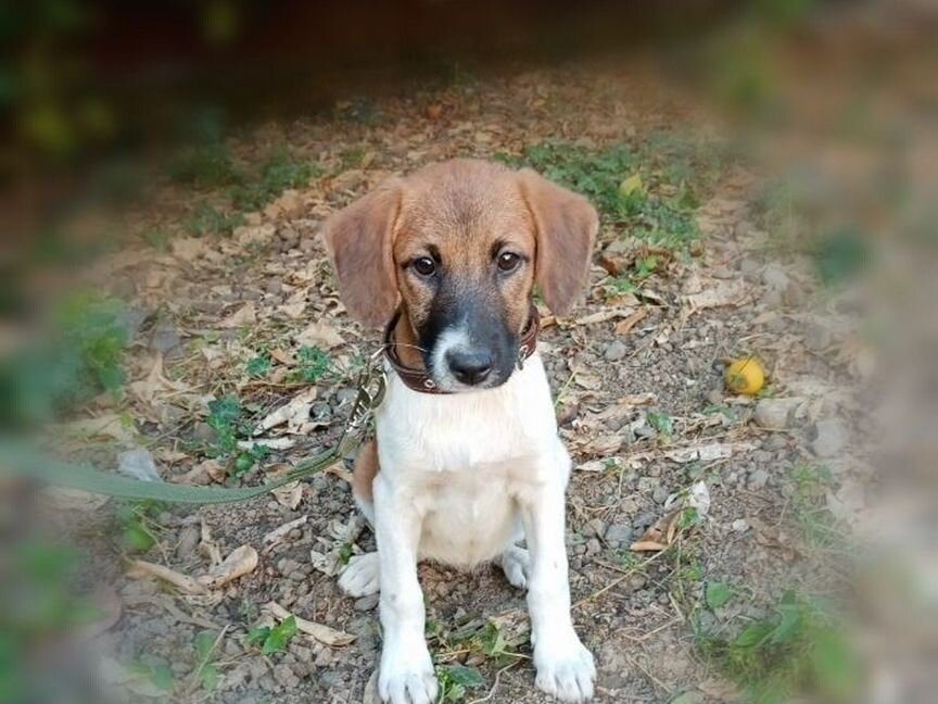 Щенок(метис Эст/ гончей ) в добрые руки