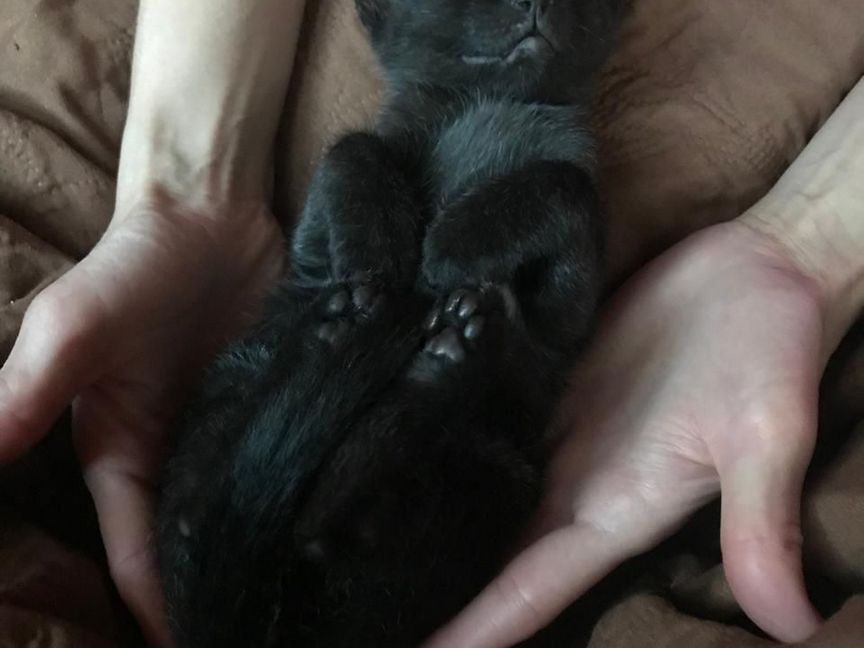 Чудный котёнок-позитив
