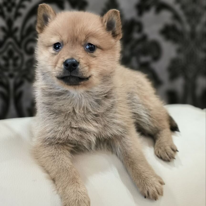 Карело-финская лайка