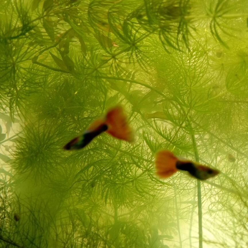 Гупешкки молодые