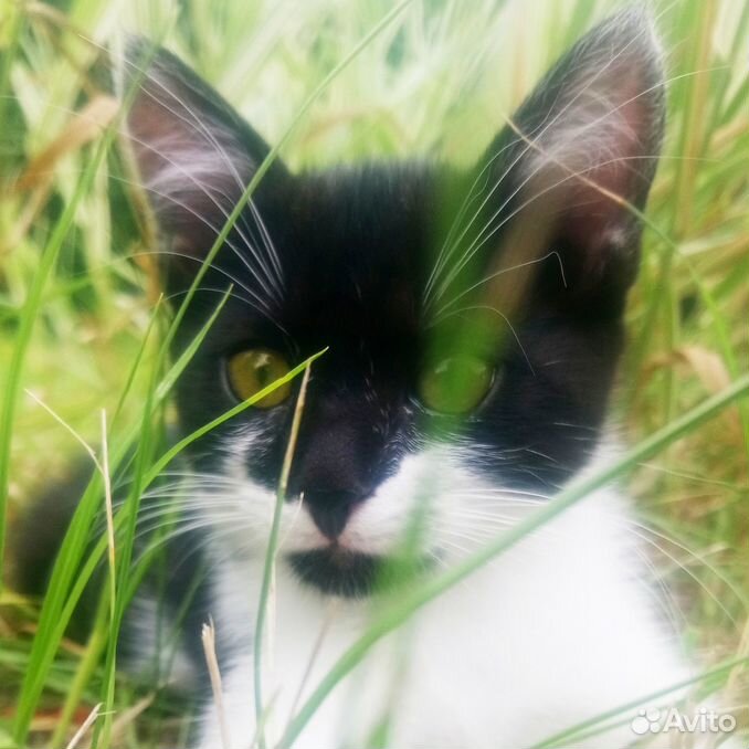 Добрый котенок 2,5 мес подарим