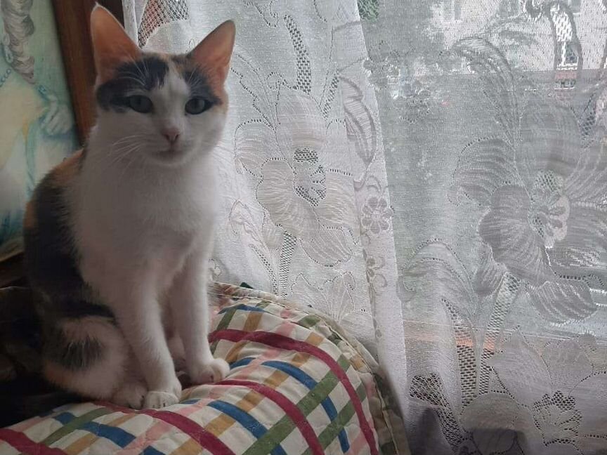 Кошка
