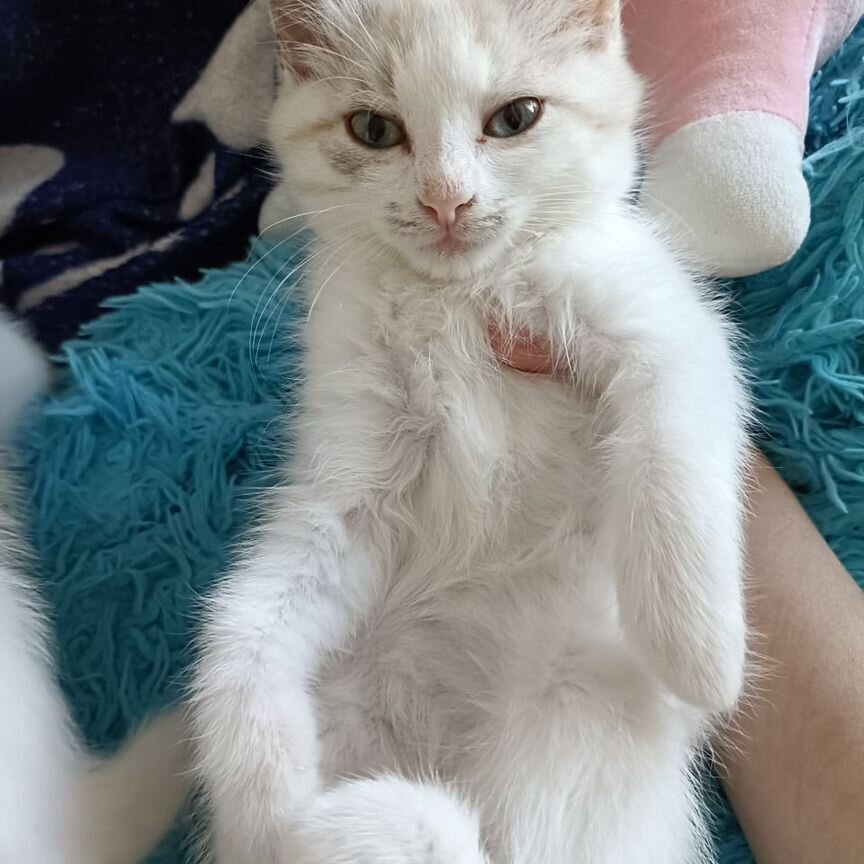 Котята в добрые руки приучены к лотку