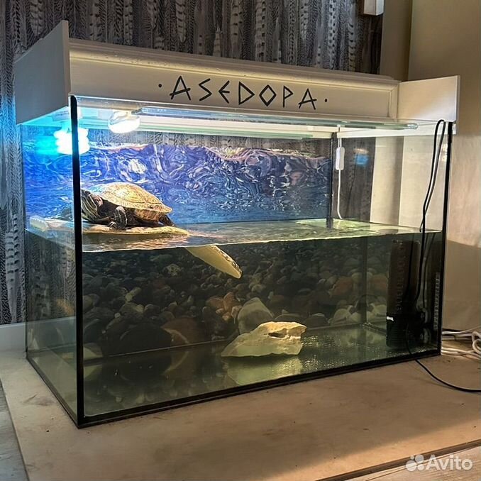 Красноухая черепаха с аквариумом