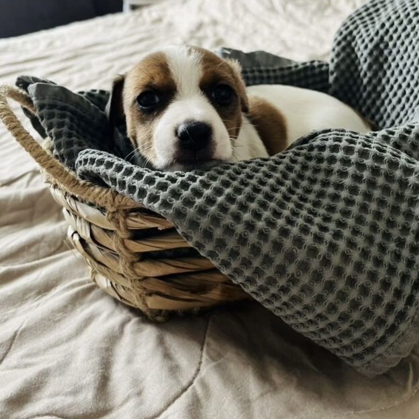 Щенки джек рассел терьер