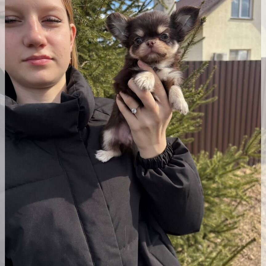 Мальчик чиxуахуа