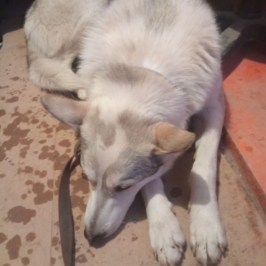 В дом Высокая добротная собака