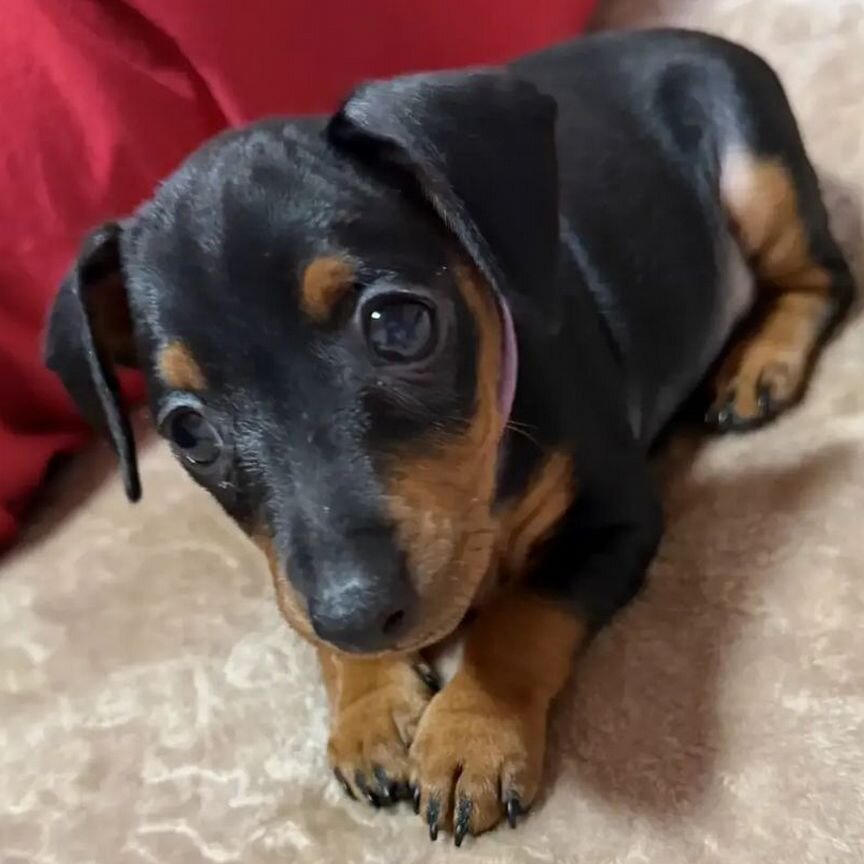 Цвергпинчер, щенок