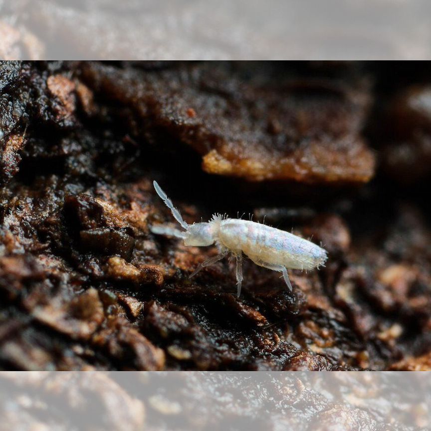 Санитары террариумов (гипоаспис, мокрицы и другие)