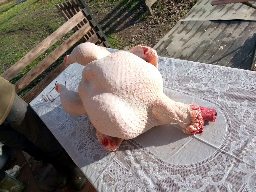 Продаю индейку