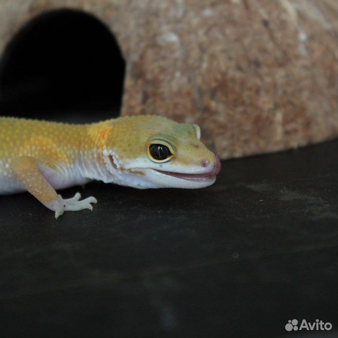 Эублефары малыши