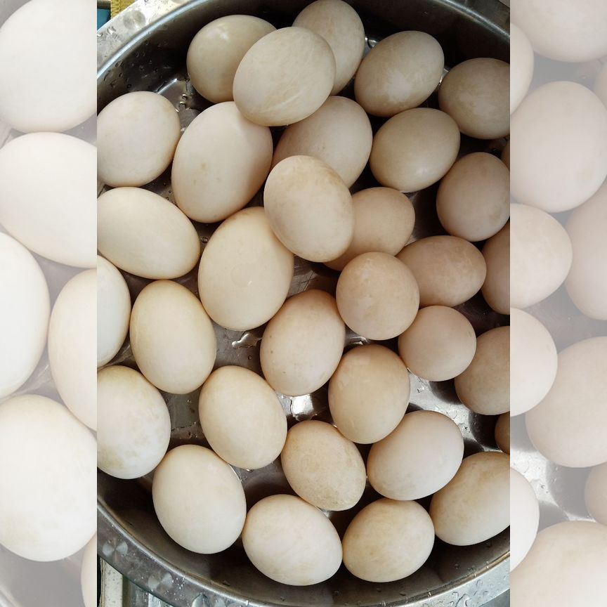 Утиные яйца на инкубацию