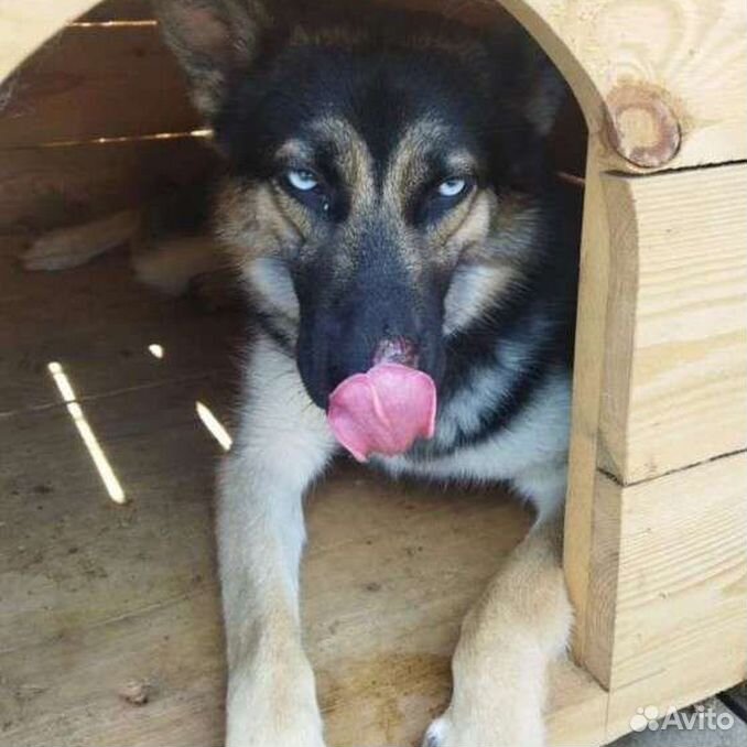 Голубоглазая вео Айка ищет дом