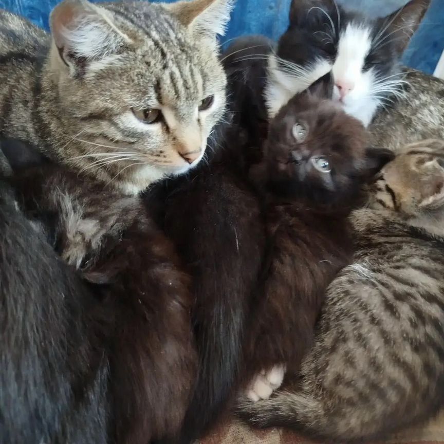 Котёнок в добрые руки
