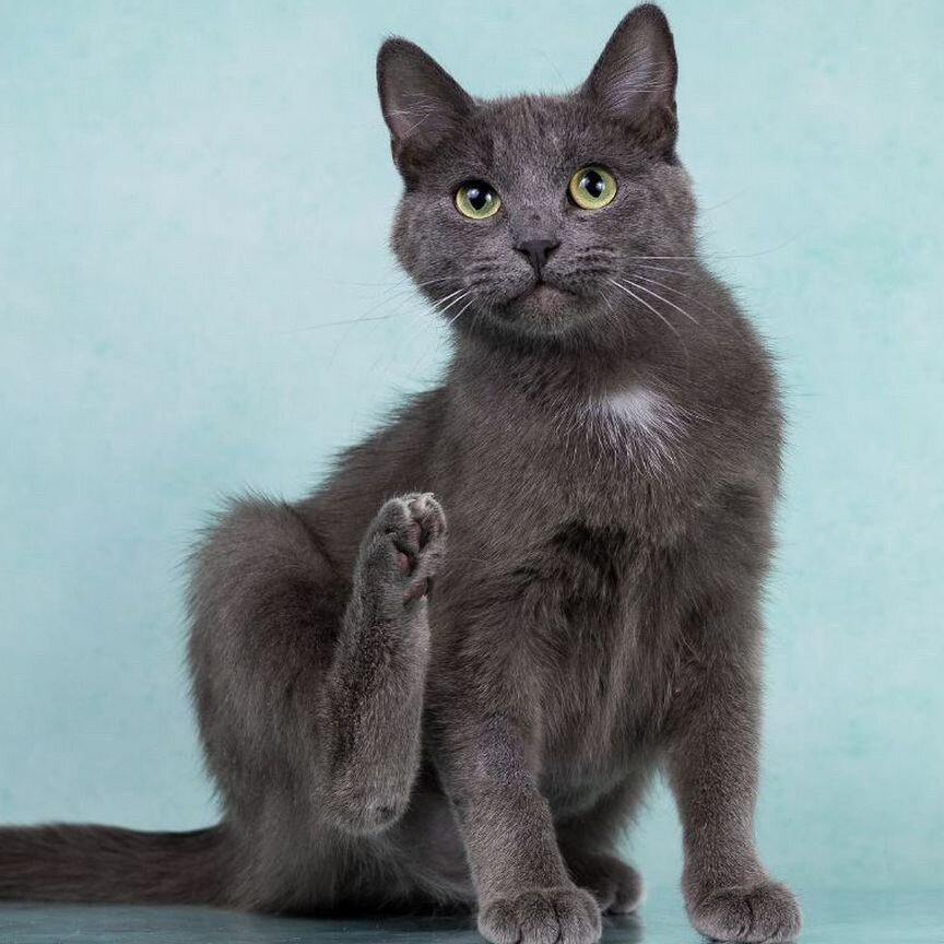 Взрослая кошка в добрые руки